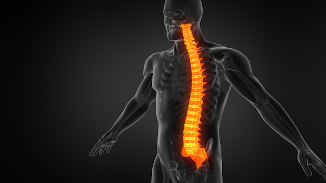 Human Backbone Structure